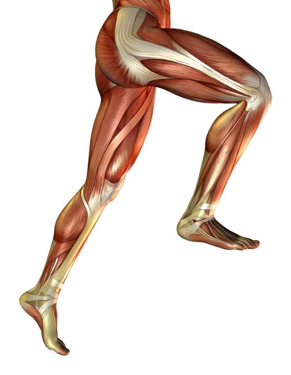Landmine Squat Guide - Technique, Muscles Worked, Benefits and More ...