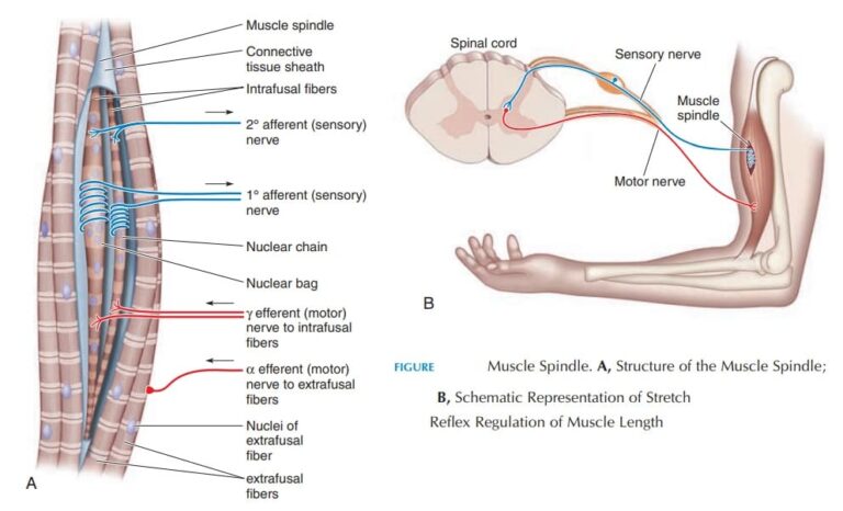 What are Muscle Spindles and How do They Work? | BOXROX