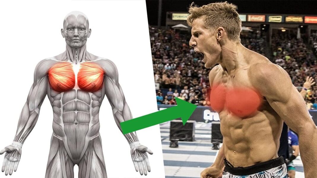 Why YOU SHOULD Train Chest Every Day | BOXROX